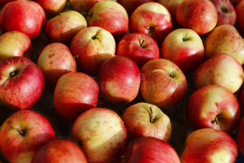 Bright Beautiful Ripe Apples Stock Image - Image of color, garden ...