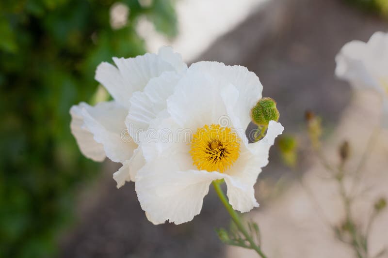 Beautiful Bright Spring Flowers Against the Backdrop of the Sun and ...