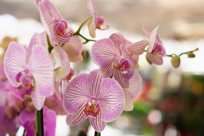 Beautiful Bright Spring Flowers Against the Backdrop of the Sun and ...