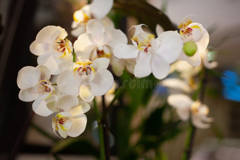 Beautiful Bright Spring Flowers Against the Backdrop of the Sun and ...