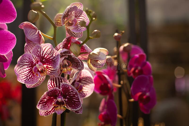 Beautiful Bright Spring Flowers Against the Backdrop of the Sun and ...