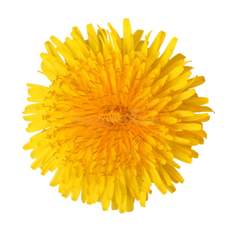 Bright Beautiful Yellow Dandelion Stock Image - Image of floral ...