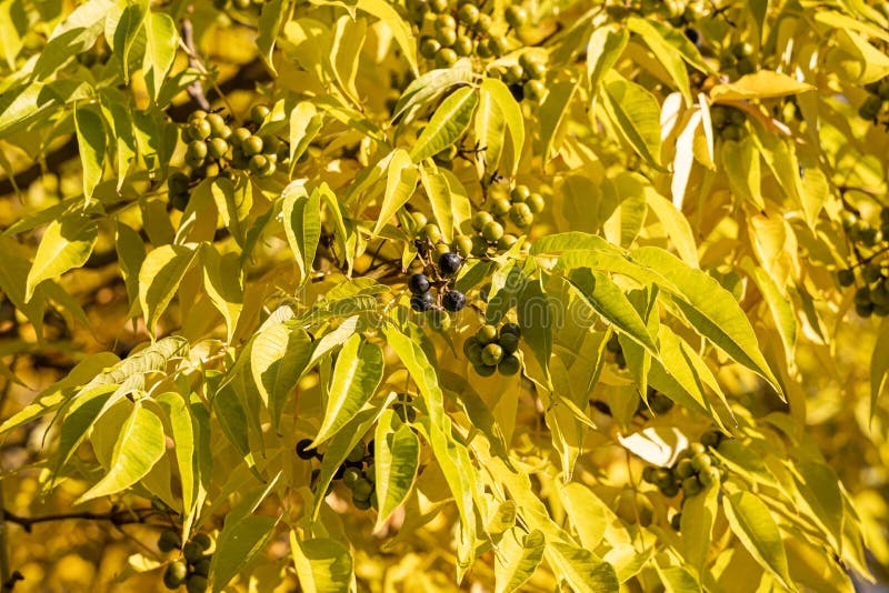 Bright Beautiful Yellow Texture of Phellodendron Amurense or Sakhalin ...