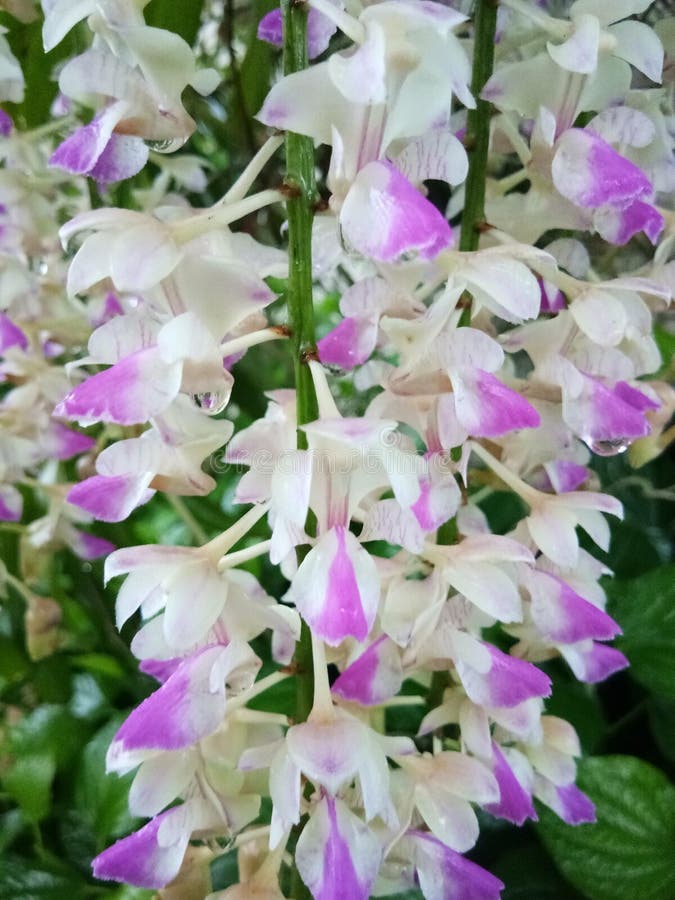 Bright and beauty flowers stock image. Image of flowers - 296167177