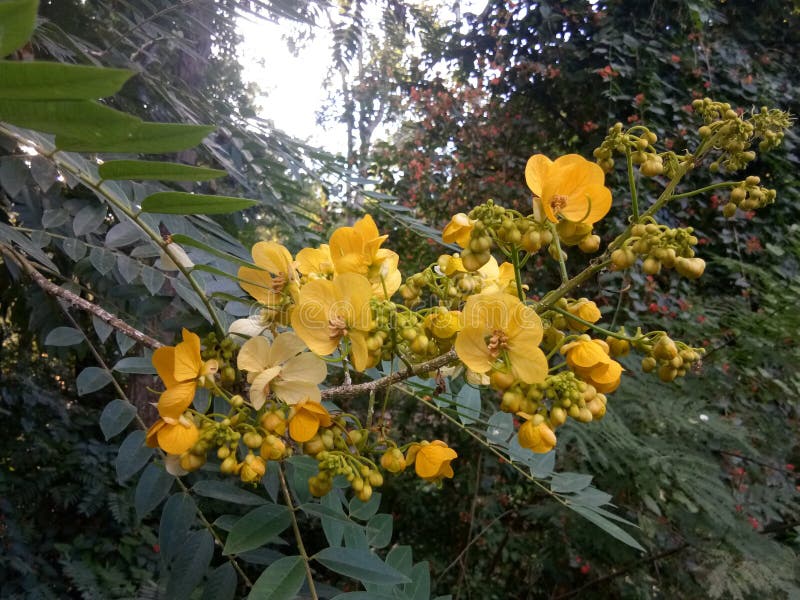 Bright and beauty flowers stock image. Image of plant - 296167191