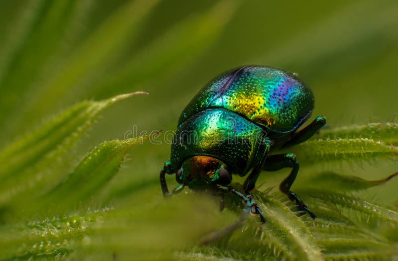Bright Beetle Chrysolina Herbacea on a Plant Stock Photo - Image of ...