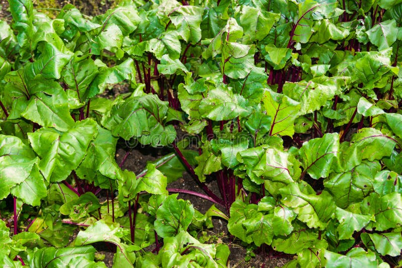 Bright Beets in the Garden in Summer Stock Photo - Image of garden ...