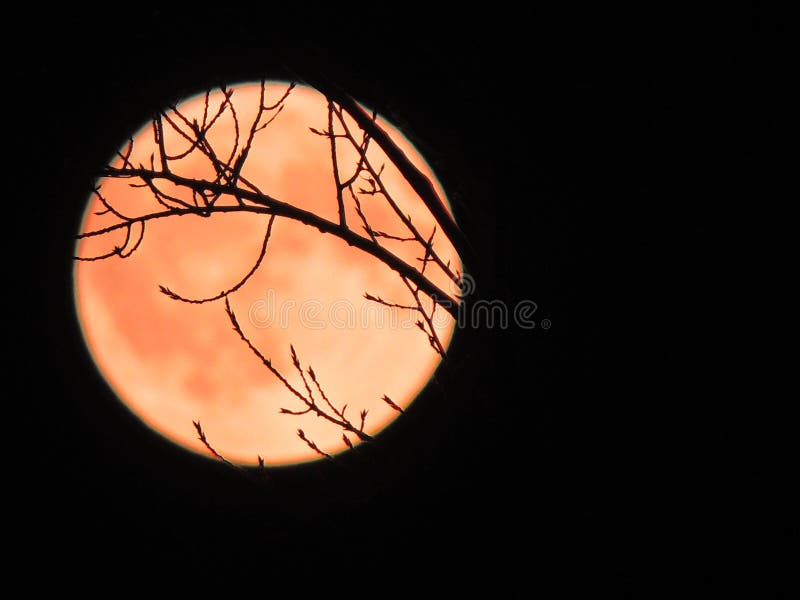 A Bright and Big Moon Behind the Trees Stock Photo - Image of ...