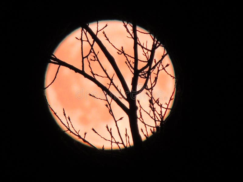 A Bright and Big Moon Behind the Trees Stock Image - Image of sattelite ...