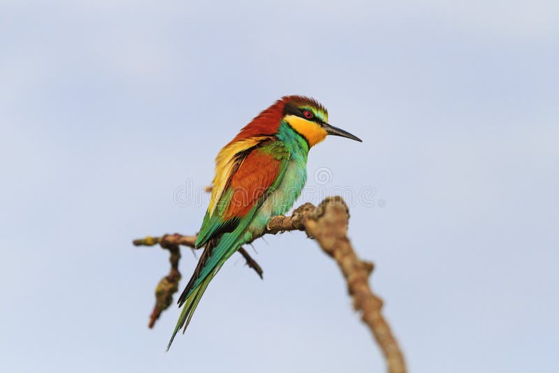 Bright Bird on a Branch Against a Background of Dark Sky Stock Photo ...
