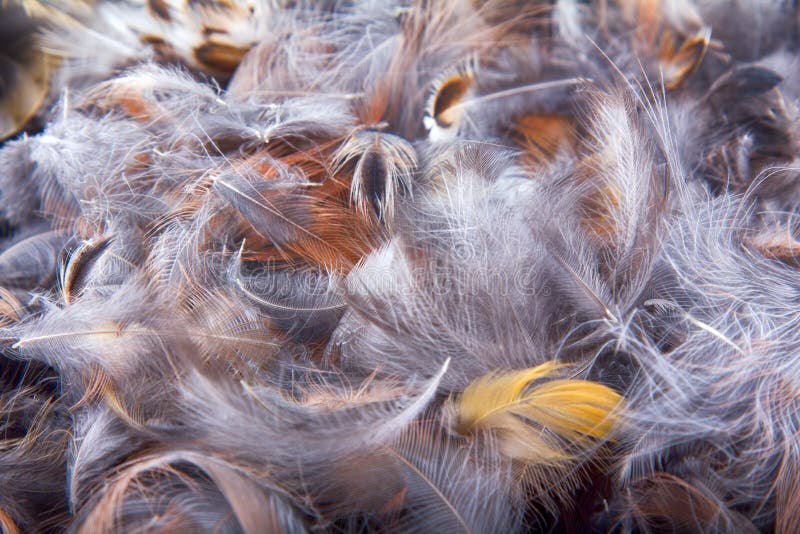 Bright bird feathers stock photo. Image of pillow, popular - 103960996