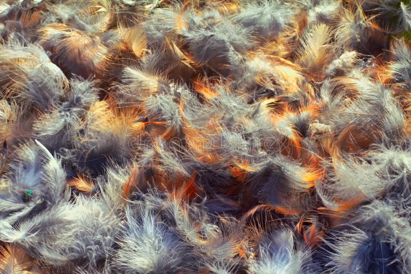 Bright bird feathers stock photo. Image of feather, details - 67789200