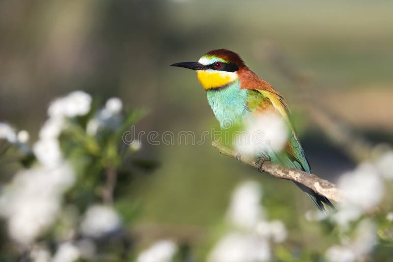 Bright Bird Wild among a Flowering Tree Stock Photo - Image of twig ...