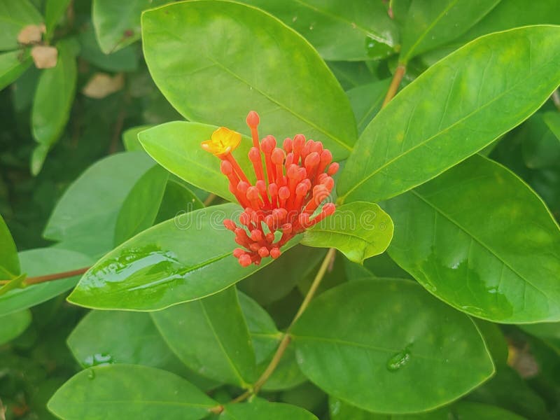Bright Bloom: Close-Up of a Red Jungle Flame Flower Stock Image - Image ...