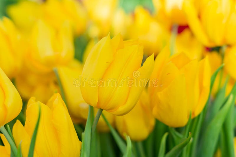 Bright Blooming Field of Spring Tulips of Yellow Color Stock Photo ...