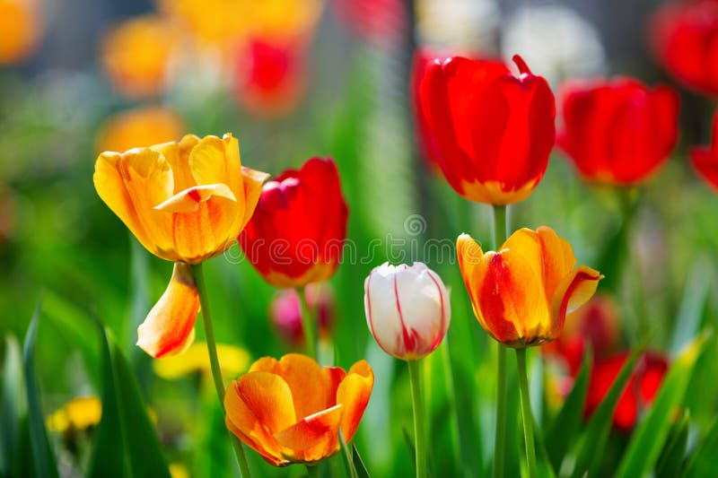 Pot of Bright Blooming Flowers Hanging on a Wooden Wall Stock Image ...