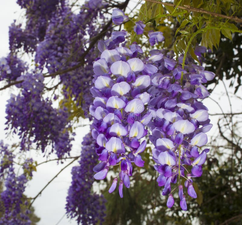 Bright blooms stock photo. Image of branch, bloom, trees - 76261464