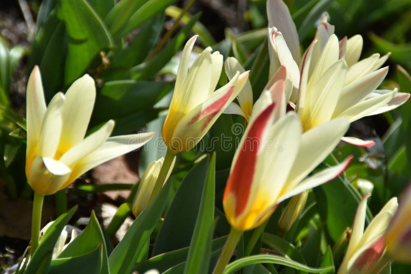Bright, Blossoming and Beautiful Stock Image - Image of authentic ...