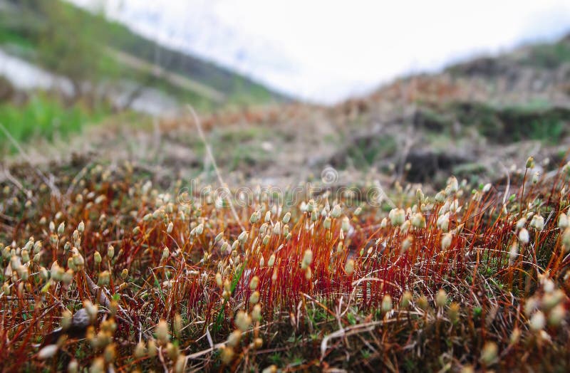 Bright Blossoming Moss. Spring in the Northern Parts, Landscape Stock ...