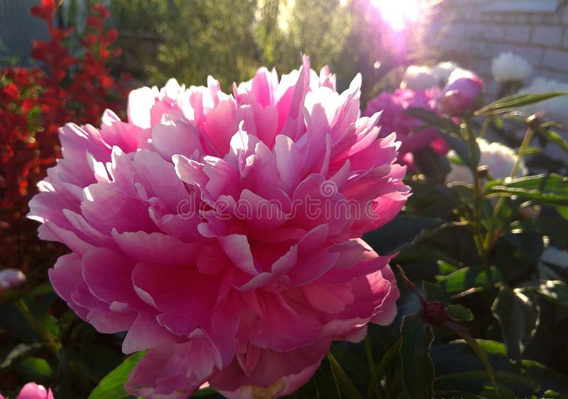 The Bright Blossoming Peonies Stock Image - Image of white, pink: 176420977