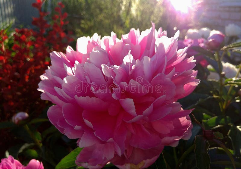 The Bright Blossoming Peonies Stock Photo - Image of bright, flora ...
