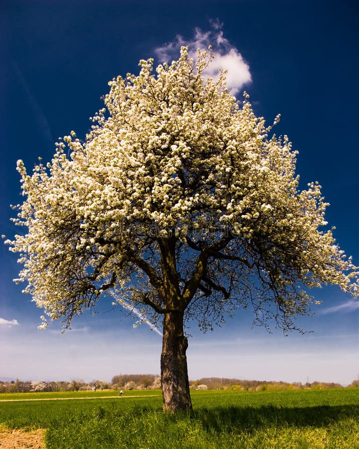 Blossoming tree in spring. stock image. Image of lonely - 6219979