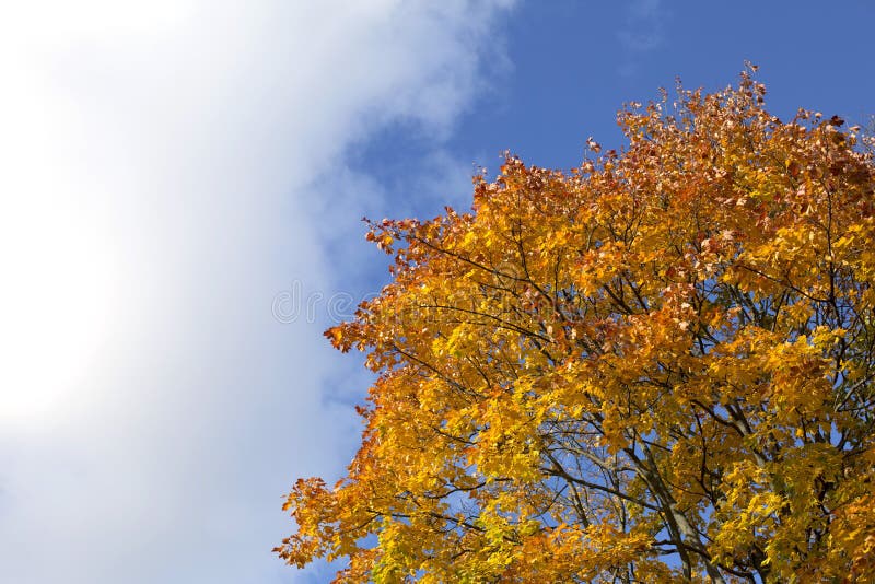 Bright Blue Autumn Sky and Orange Maple Tree Background Stock Photo ...