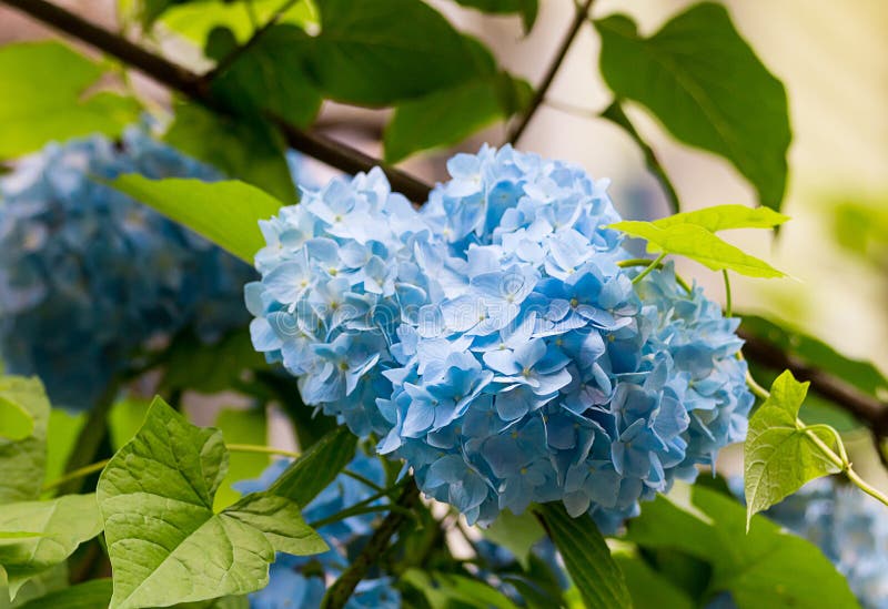 Bright Blue Azure Hydrangea Blossoming Close-up Beautifully Colorful ...