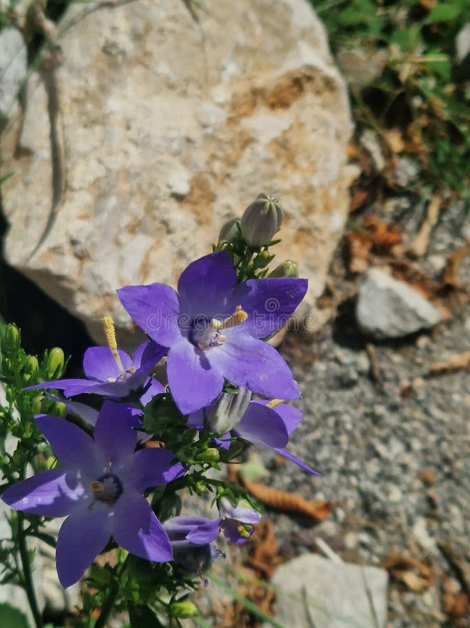 Bright Blue Bell Flower Growing among Stones Stock Photo - Image of ...