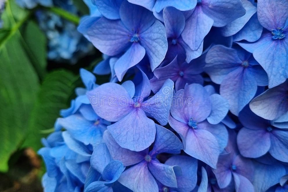 Bright Blue Blooming Hydrangea in the Garden in Summer. Stock Image ...