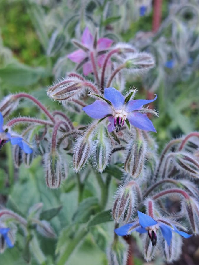 Bri Gs Stock Photos - Free & Royalty-Free Stock Photos from Dreamstime