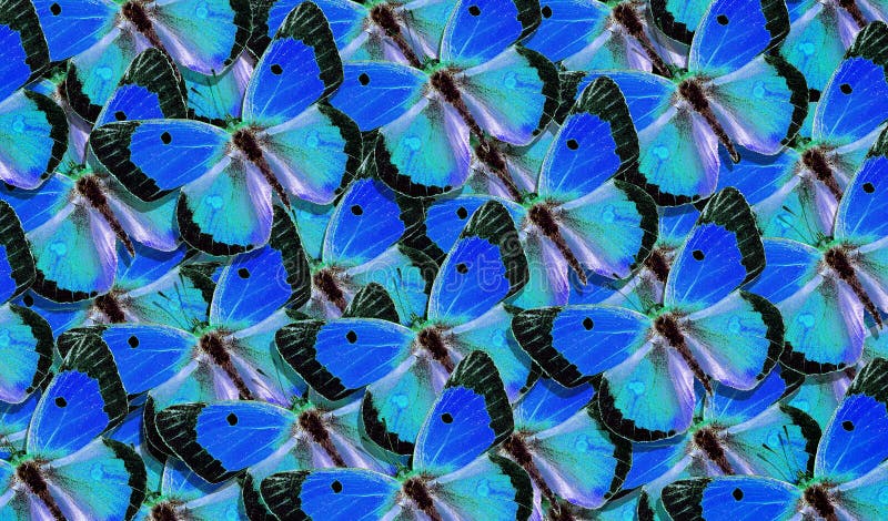 Bright Blue Butterflies Abstract Stock Image - Image of colorful ...