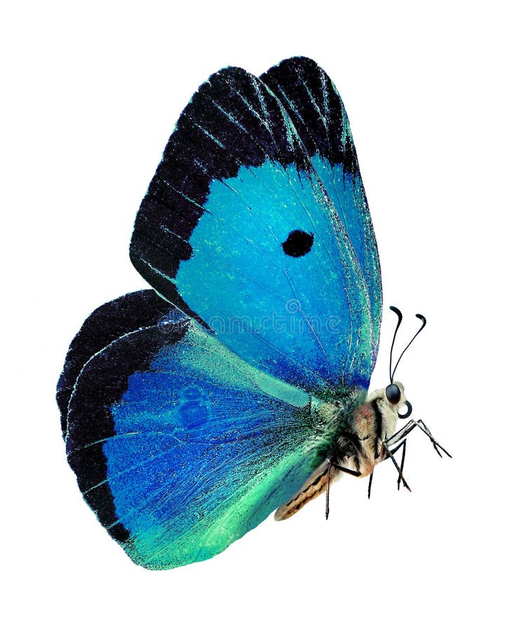 Bright Blue Butterfly Isolated . Flying Butterfly Stock Photo - Image ...