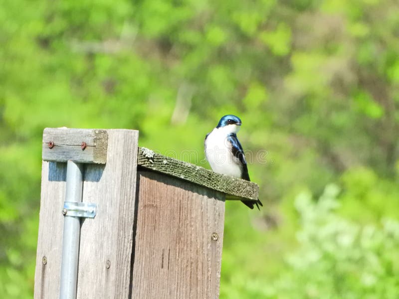 Bright Blue Color Feathers of Tree Swallow Stock Photo - Image of ...