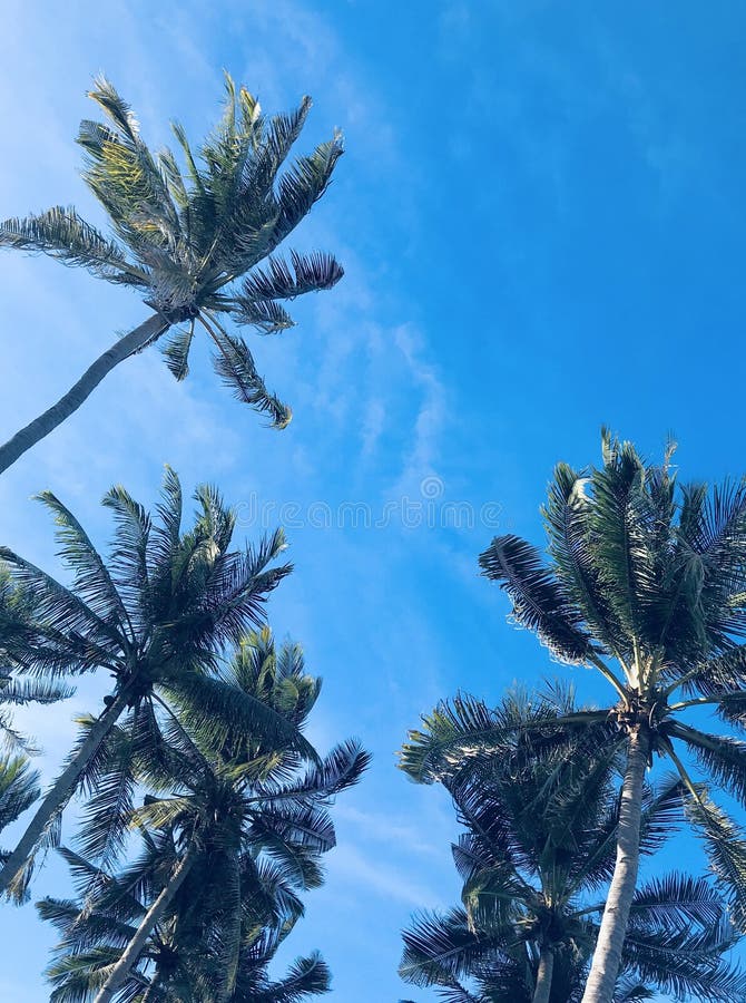Bright Blue Colour Sky and Forest Trees. Stock Image - Image of bright ...