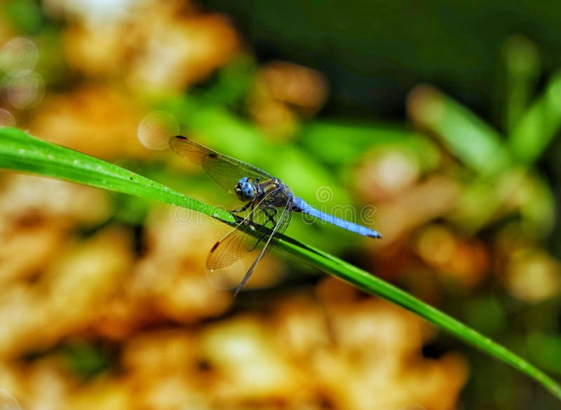 Bright Blue Dragonfly fotografering för bildbyråer. Bild av natur ...