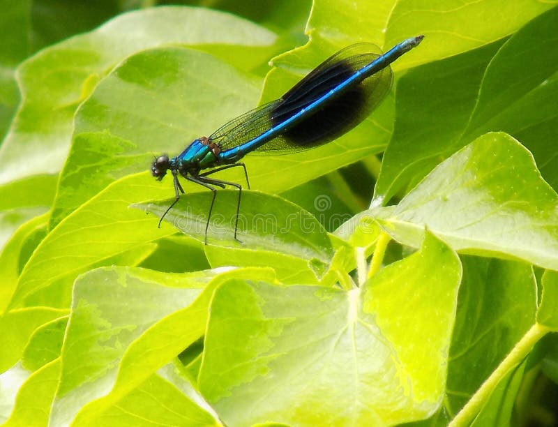 Bright Blue male Damselfly stock photo. Image of coenagrion - 97400432