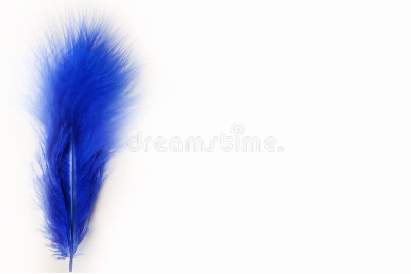 Bright Blue Feather on a White Background Stock Photo - Image of white ...