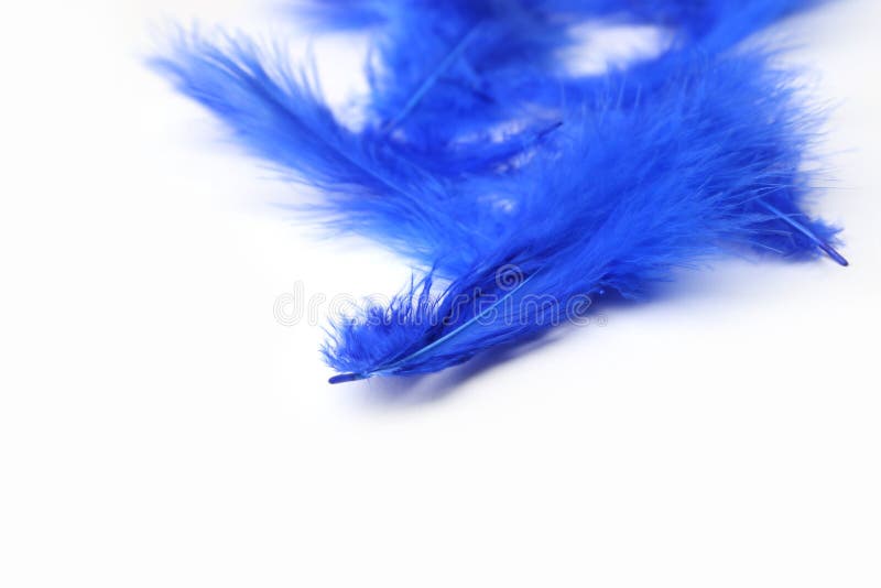 Bright Blue Feathers on a White Background Stock Image - Image of white ...