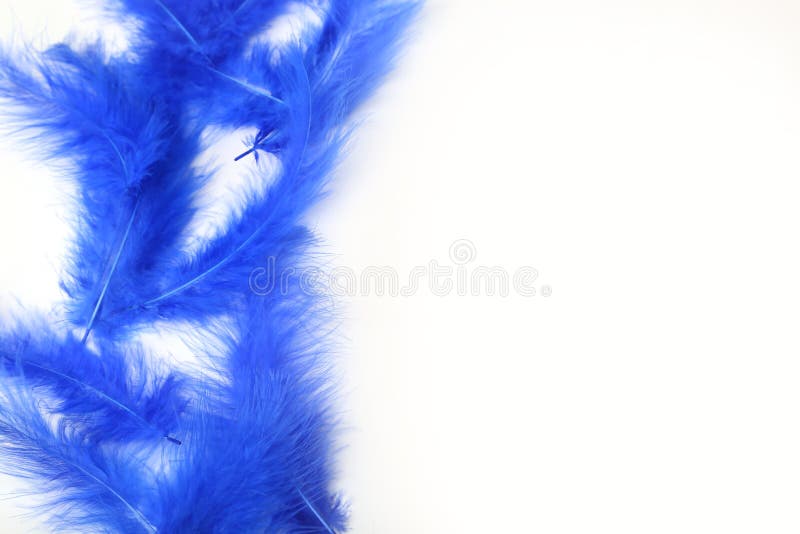 Bright Blue Feathers on a White Background Stock Photo - Image of ...