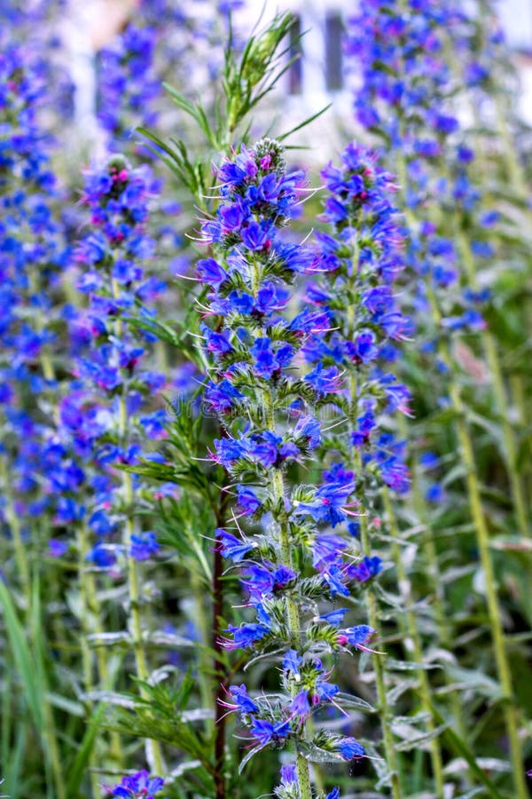 Bright Blue Field Flowers and Green Field Stock Image - Image of flora ...