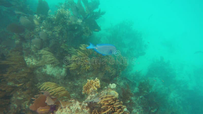 Bright Blue Fish at the Edge of the Coral Reefs Stock Photo - Image of ...