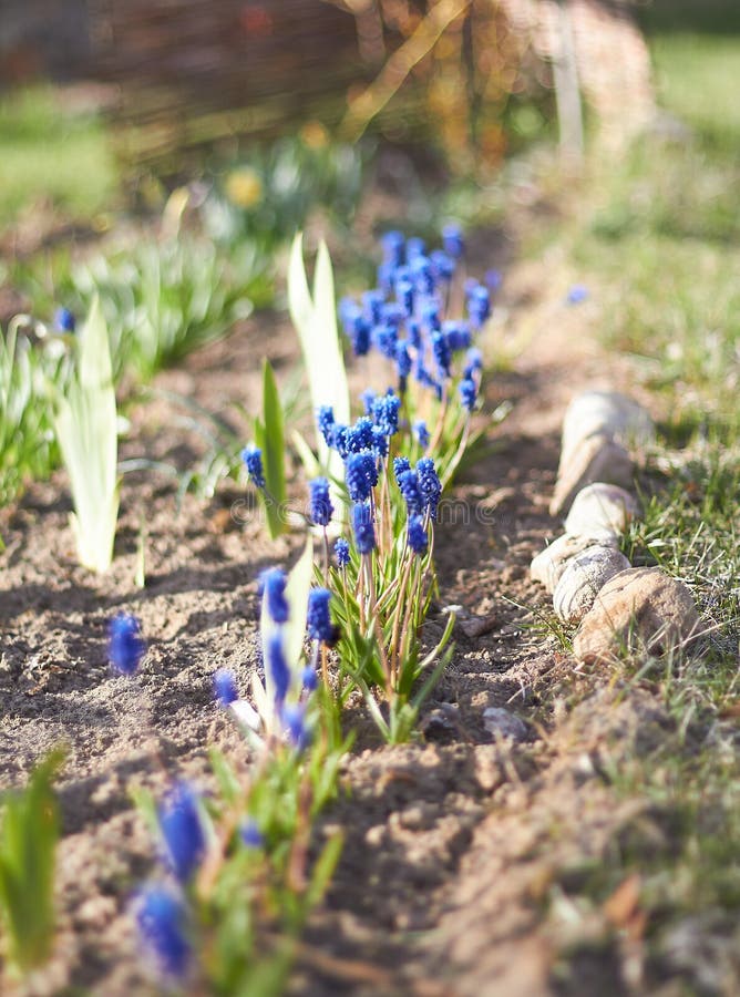 Bright Blue Flowers in the Rays of the Bright Spring Sun Stock Photo ...