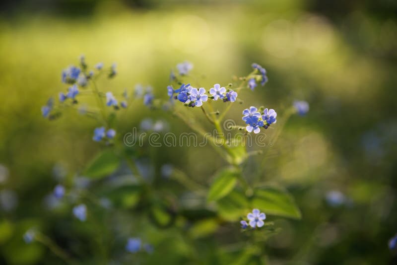 Bright Blue Flowers. Selective Soft Focuse and Stock Image - Image of ...