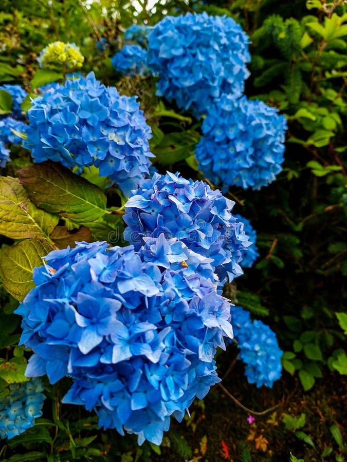 Bright Blue Hortensia in the Garden with a Highlight Stock Image ...