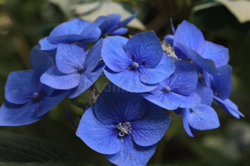 Bright Blue Hydrangea Close Up of Flower Stock Image - Image of ...