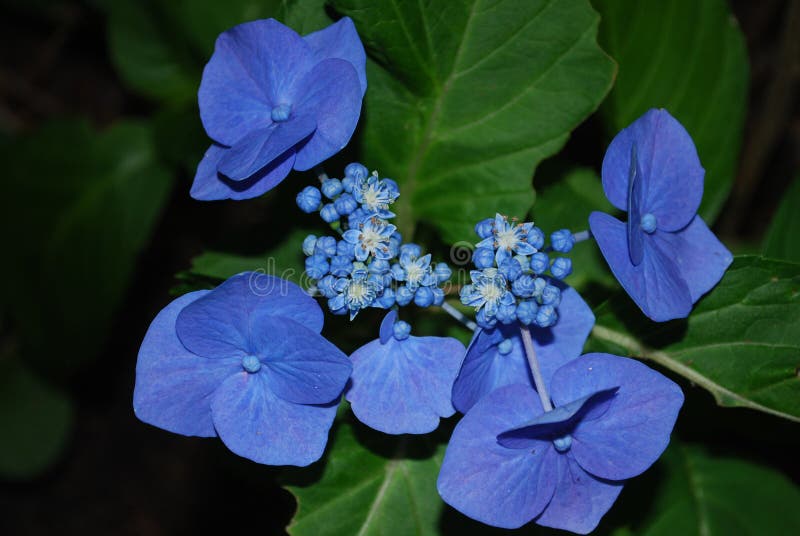 Bright Blue Hydrangea Flower Blossom in Bloom Stock Image - Image of ...