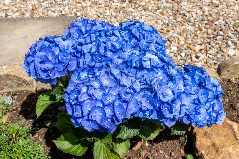 Bright Blue Hydrangea Flowers Stock Image - Image of flowers, french ...