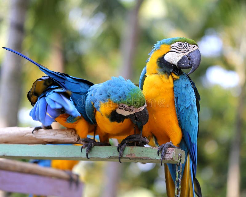Bright blue macaws stock photo. Image of life, head, parrots - 43335890