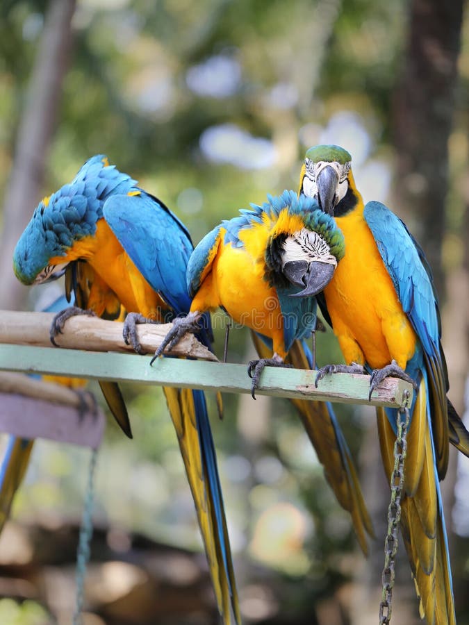 Bright blue macaws stock photo. Image of feathers, nature - 49501658